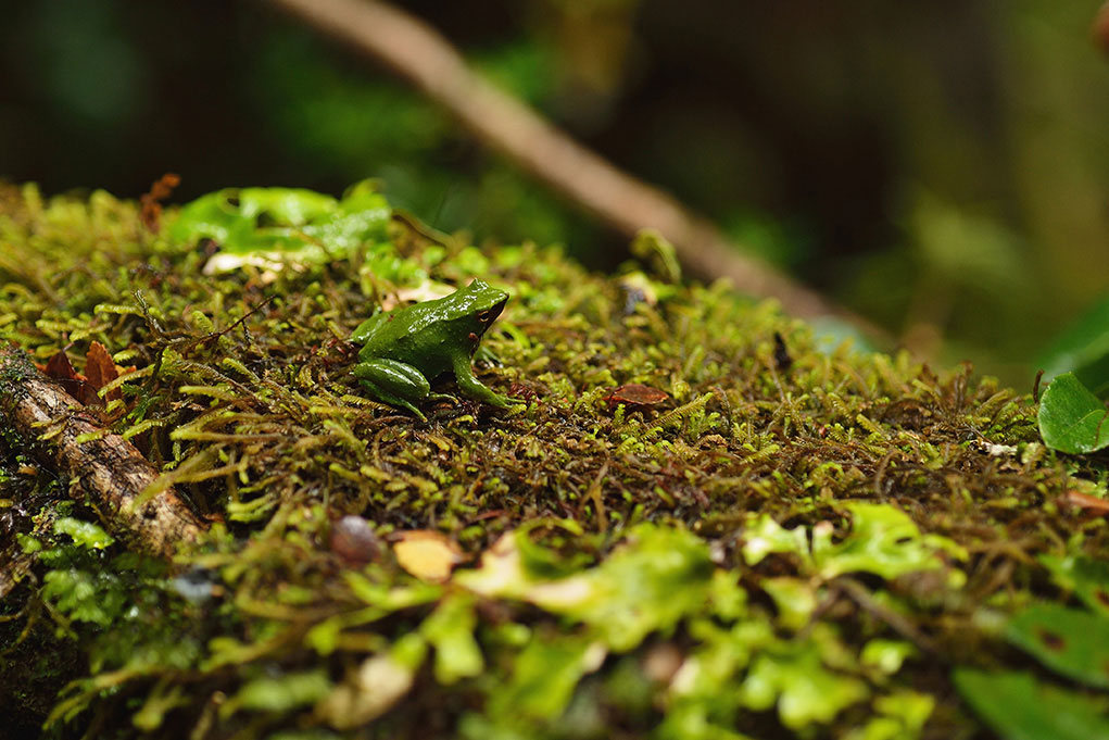 Circuito Sapito de Darwin - Fundación Huilo Huilo